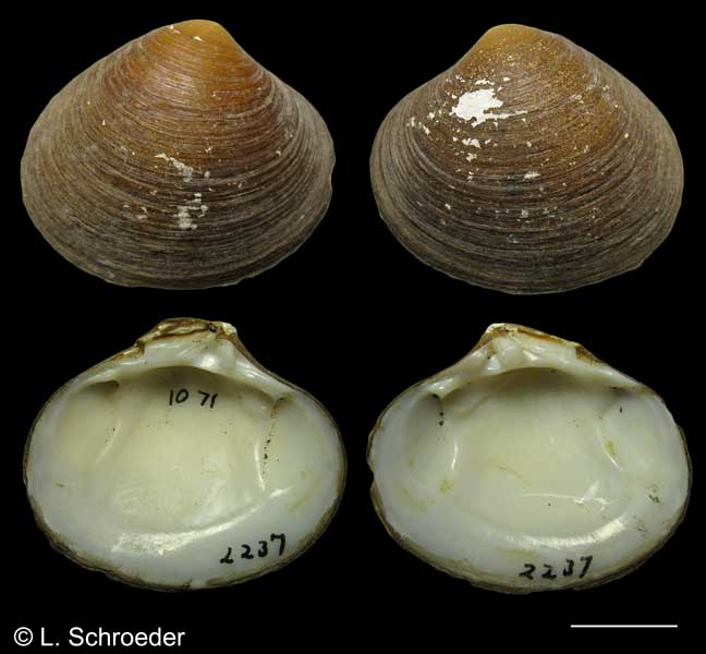 Bivalves - Astartidae, Carditidae